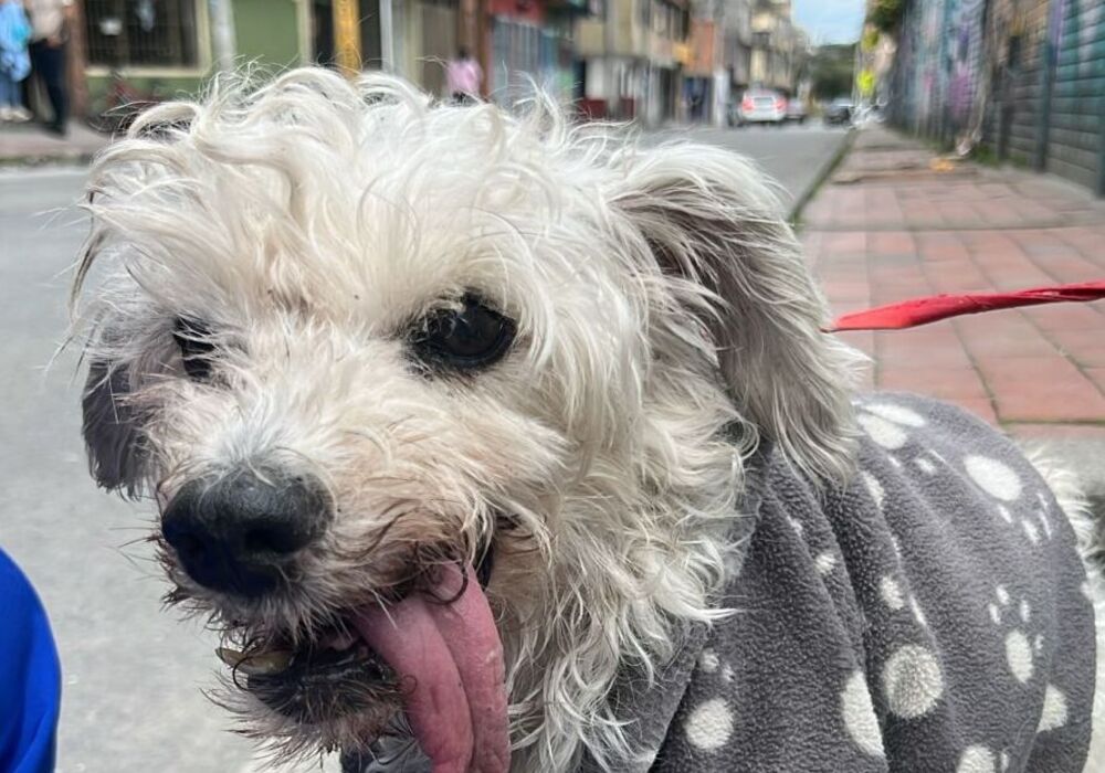 Un verdadero milagro de Semana Santa: "La Cuchi" encontró el camino de ...